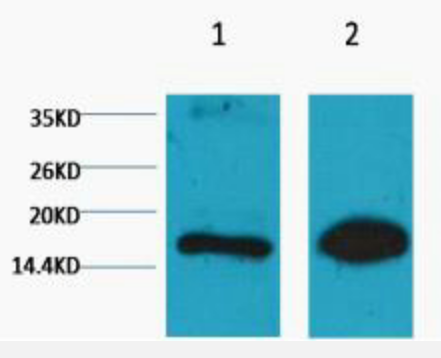 Histone H3 (Mono Methyl Lys9) Monoclonal Antibody(1E8) | Scientist.com