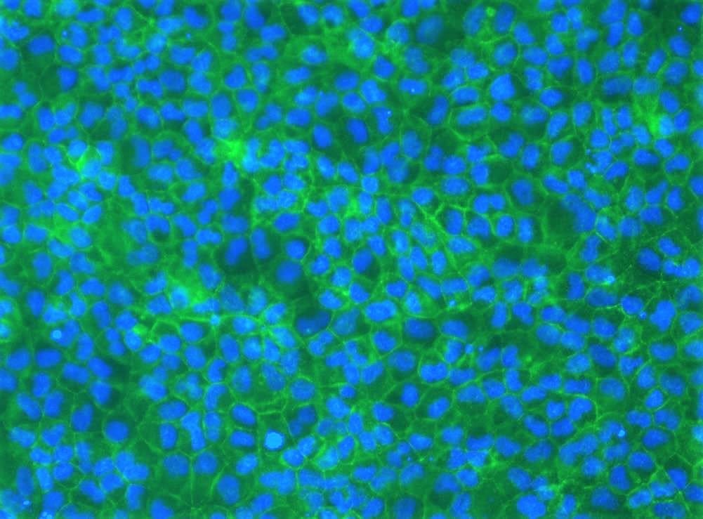 PreadyPort-CTRL (96 Transwell) | Scientist.com