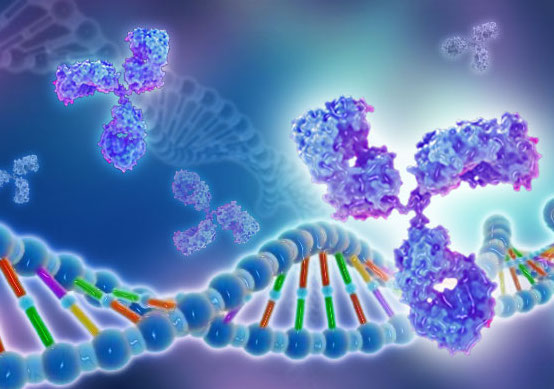 Bovine Vimentin Native Protein | Scientist.com