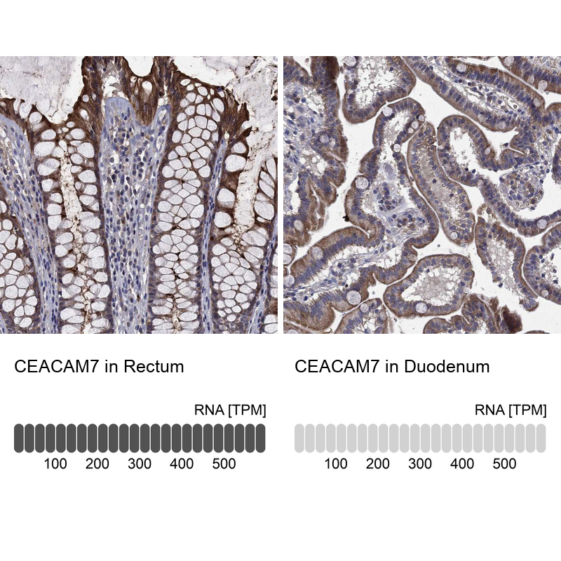 Anti-CEACAM7 | Scientist.com