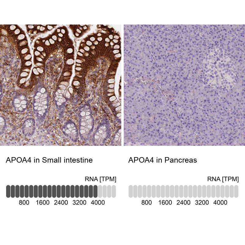 Anti-APOA4 | Scientist.com