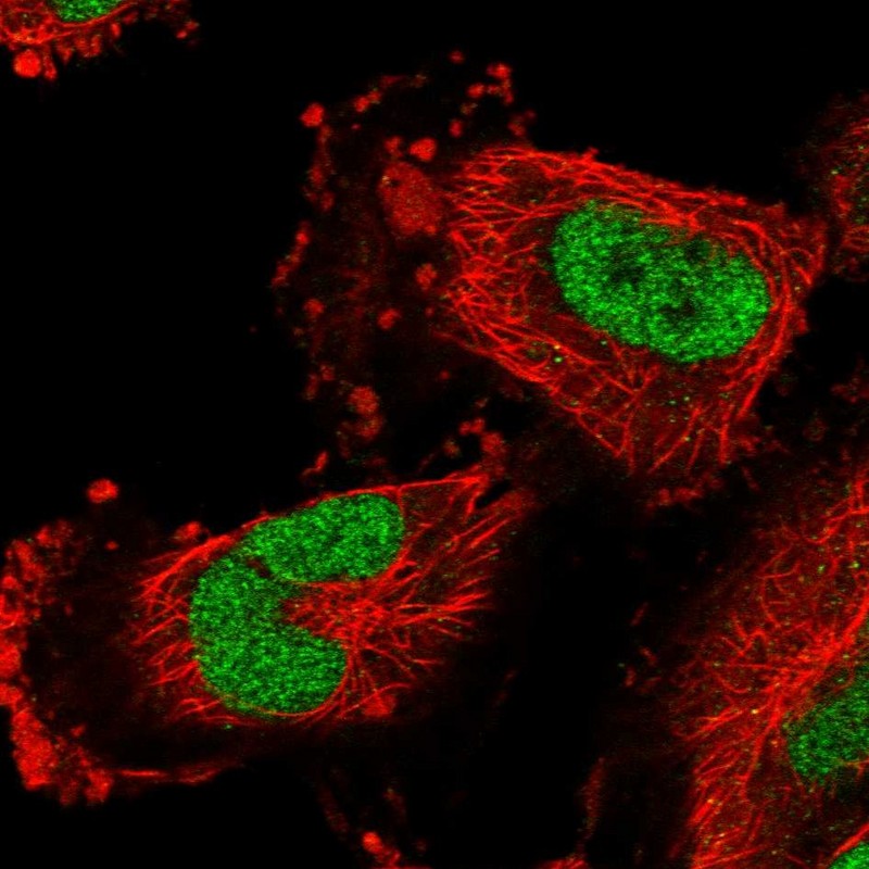 Anti-CBLN3 | Scientist.com
