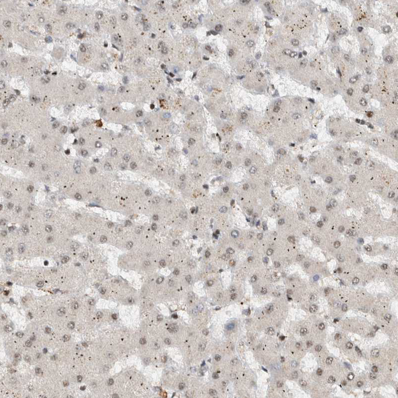 Anti-ZNF521 | Scientist.com