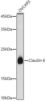 Claudin 6 Rabbit pAb | Scientist.com