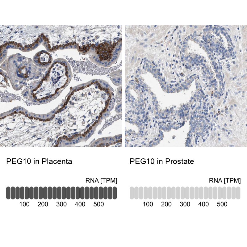 Anti-PEG10 | Scientist.com