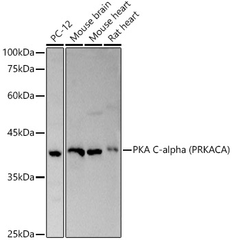 PKA C-alpha (PRKACA) Rabbit pAb | Scientist.com