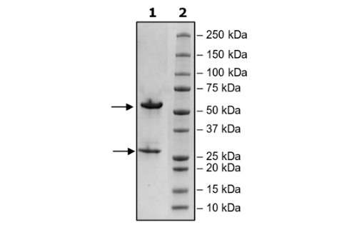 Anti-Claudin-18 Isoform 2 IgG Antibody | Scientist.com