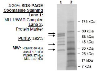 MLL1/WDR5/Ash2L/RbBP5 (MLL1/WAR Complex), His-tag Recombinant ...