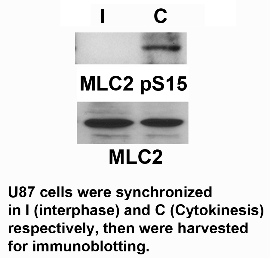 Polyclonal Antibody to MLC2 (Phospho-Ser15) | Scientist.com