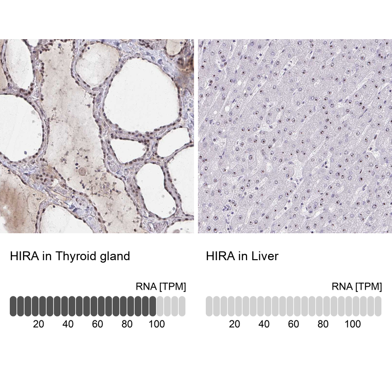 Anti-HIRA | Scientist.com
