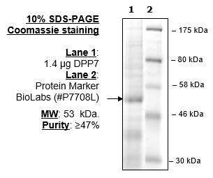 DPP7, His-tag Recombinant | Scientist.com