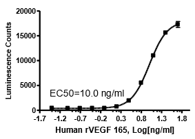 VEGFR2 / NFAT Reporter - HEK293 Recombinant Cell Line | Scientist.com