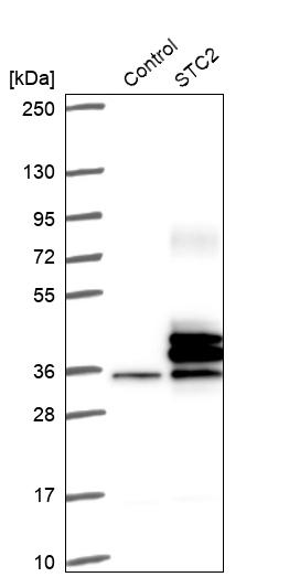 Anti-STC2 | Scientist.com