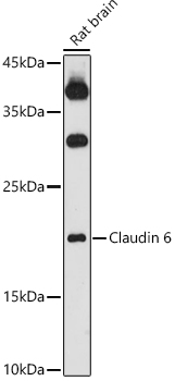 Claudin 6 Rabbit pAb | Scientist.com